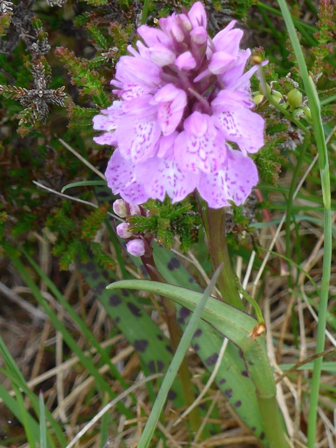 Wildflowers of Scotland – part 2 – Orchids – Gramma Penny's Garden